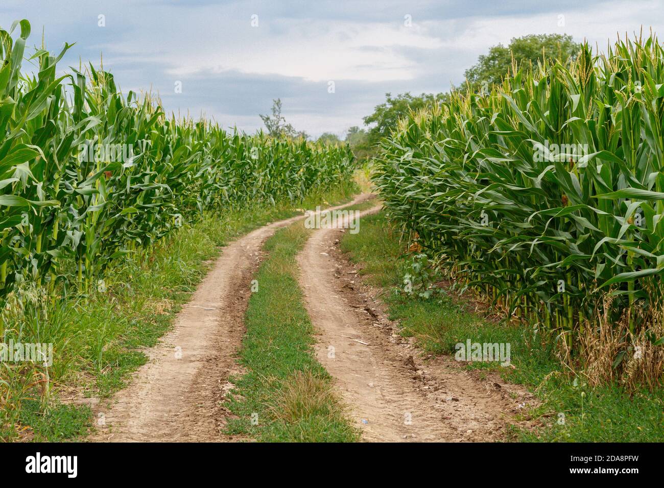 Countryside dirt road surrounded hi-res stock photography and images ...