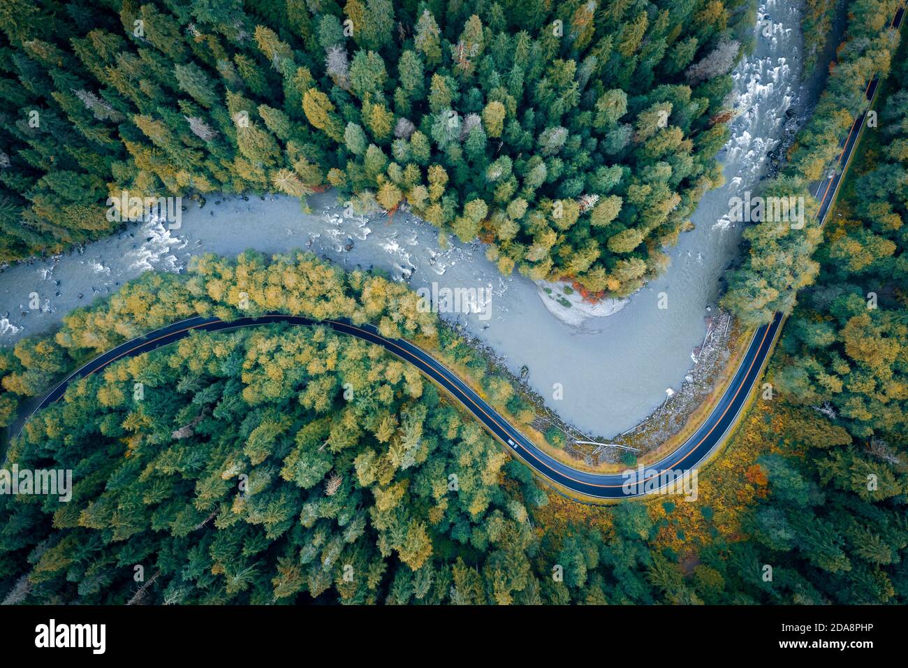 Beautiful curvy river and the road in a beautiful pine trees forest ...