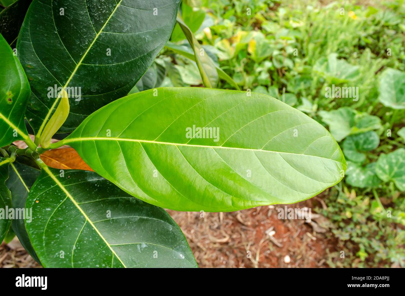 Elongated Jackfruit Leaf Stock Photo - Alamy