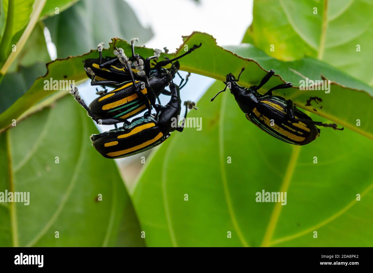 Root weevil hi-res stock photography and images - Alamy