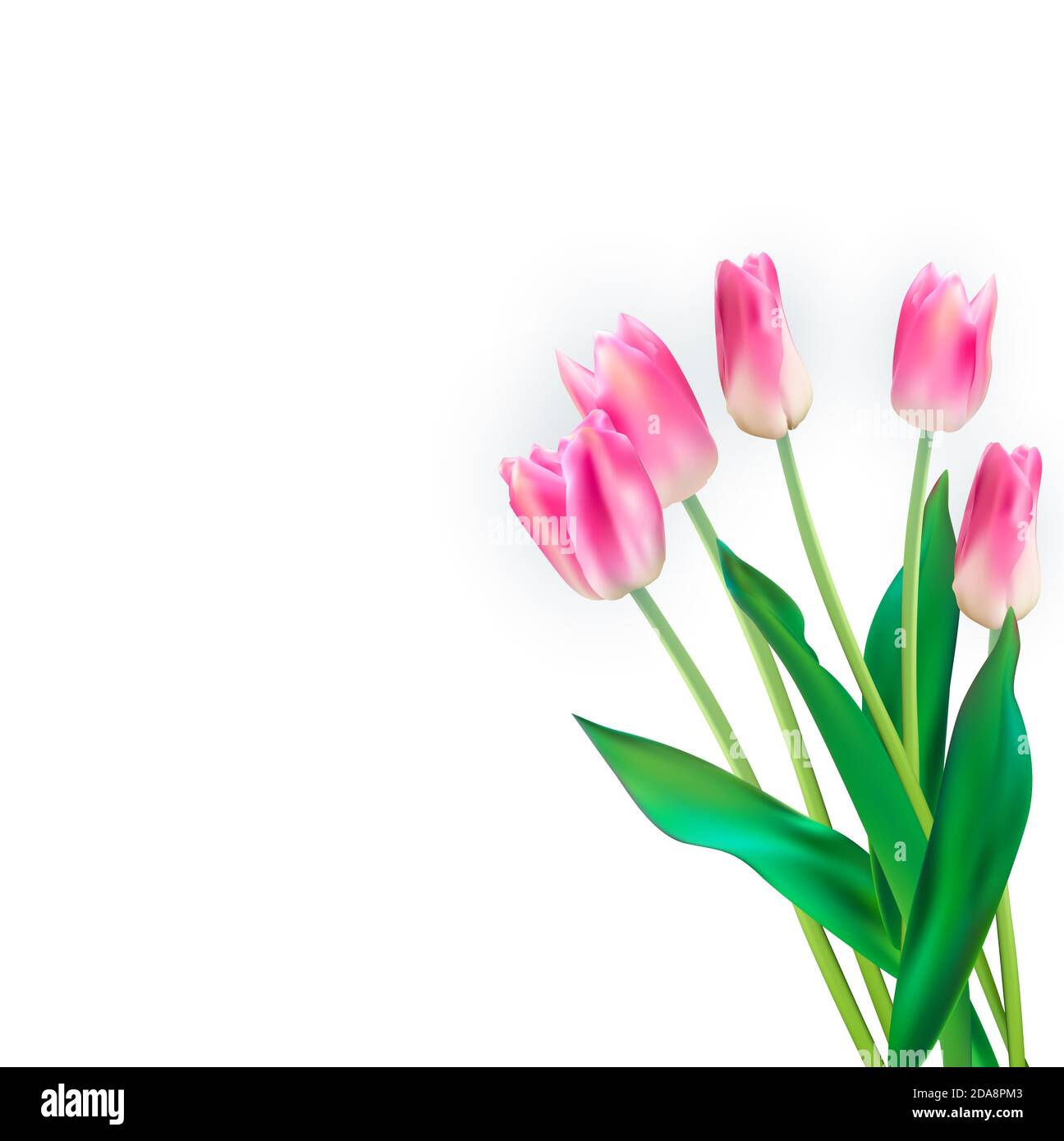Realistic Illustration Colorful Tulips on Transparent Background Stock ...