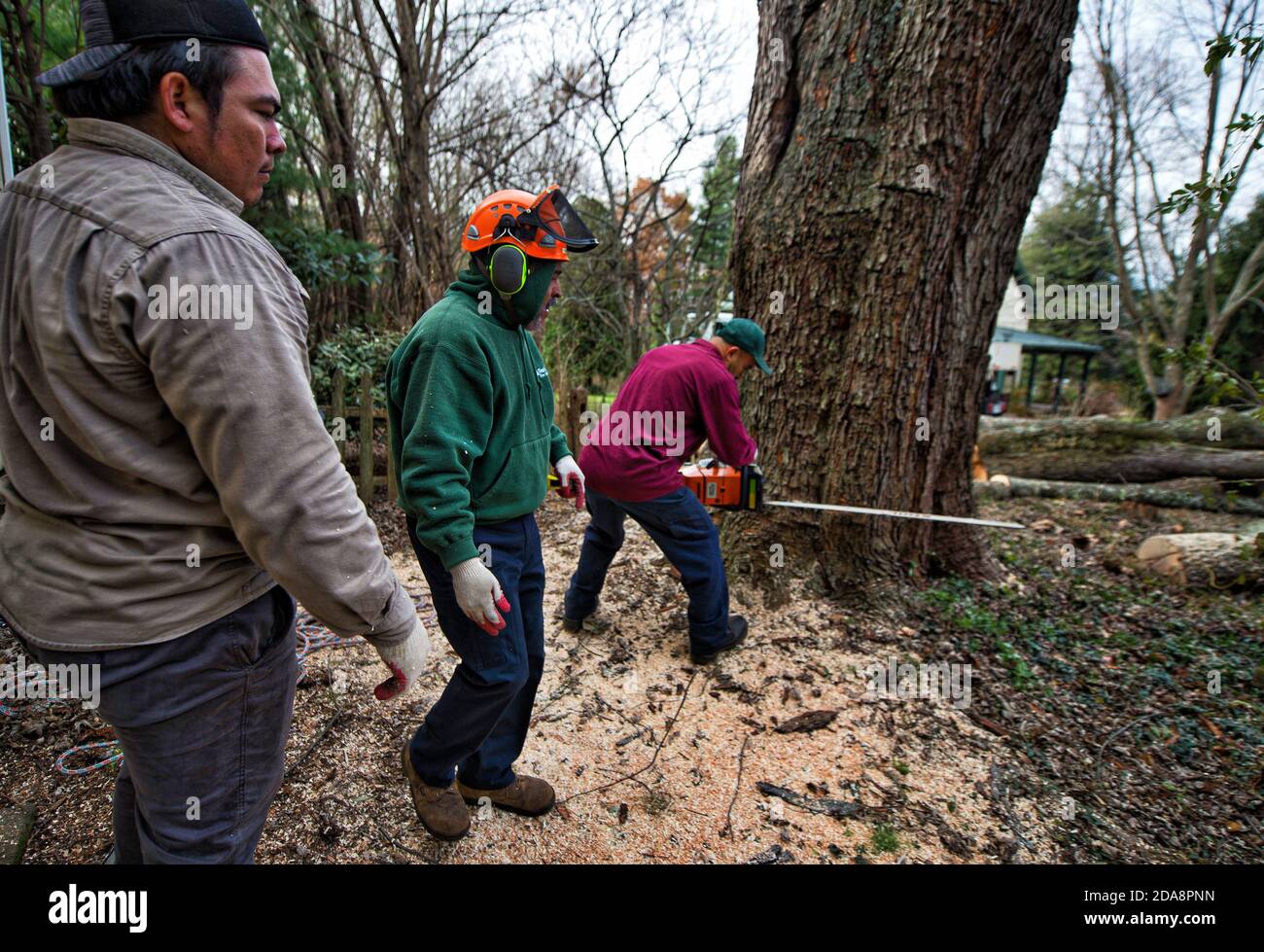 UNITED STATES - November 21, 2017: Tino's Tree Service crew works to ...