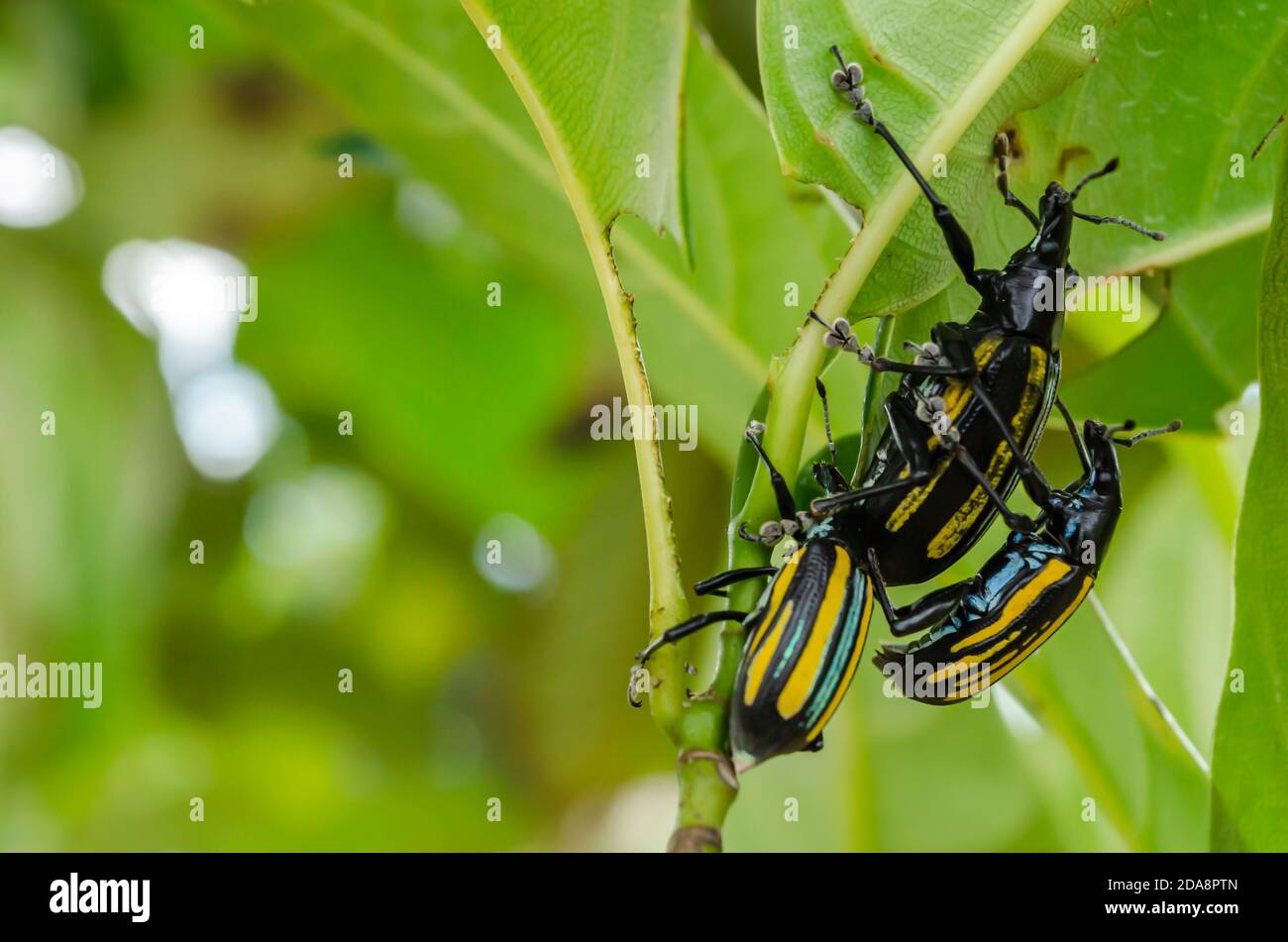 Root weevil hi-res stock photography and images - Alamy