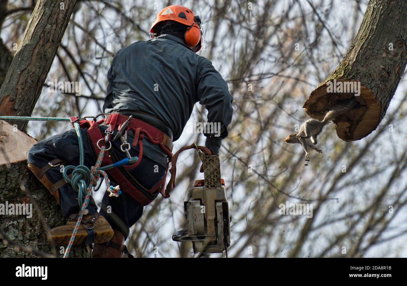Tinos tree service hi-res stock photography and images - Alamy