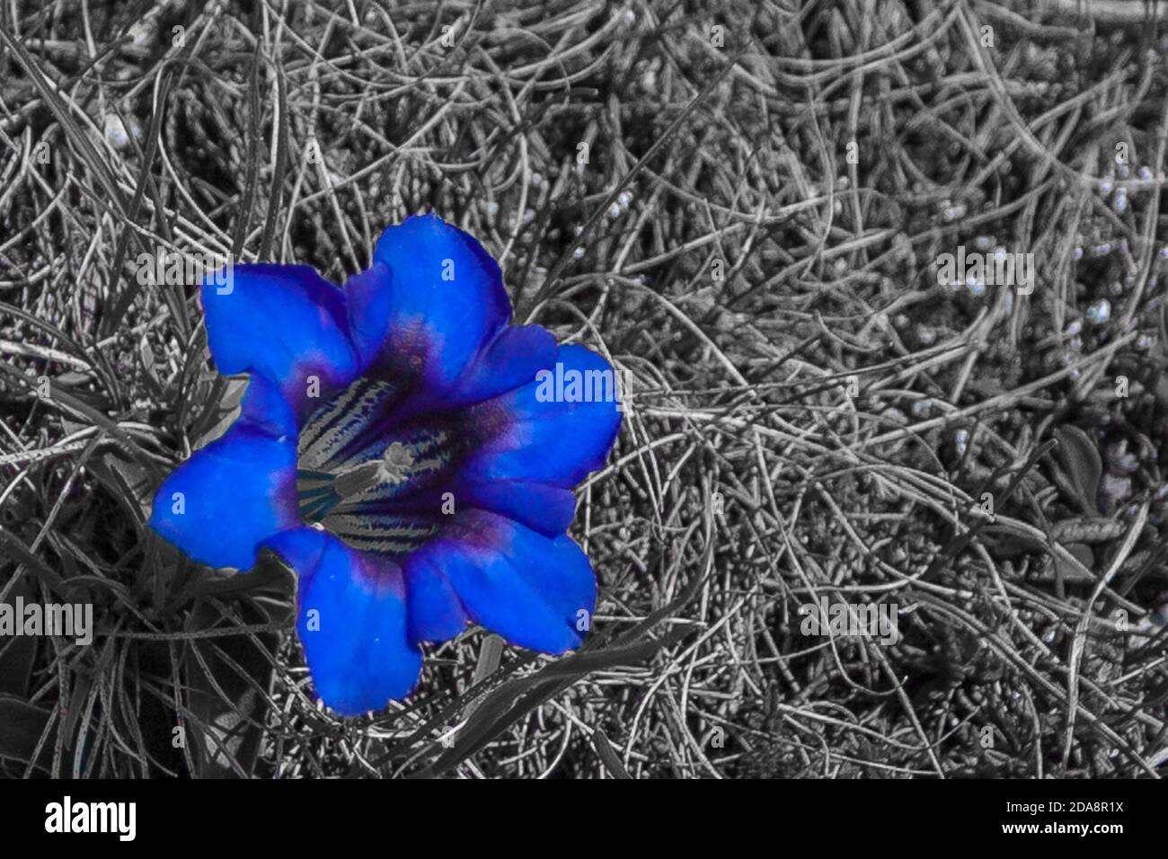 Color isolation effect of Gentian, typical purple flower of the ...