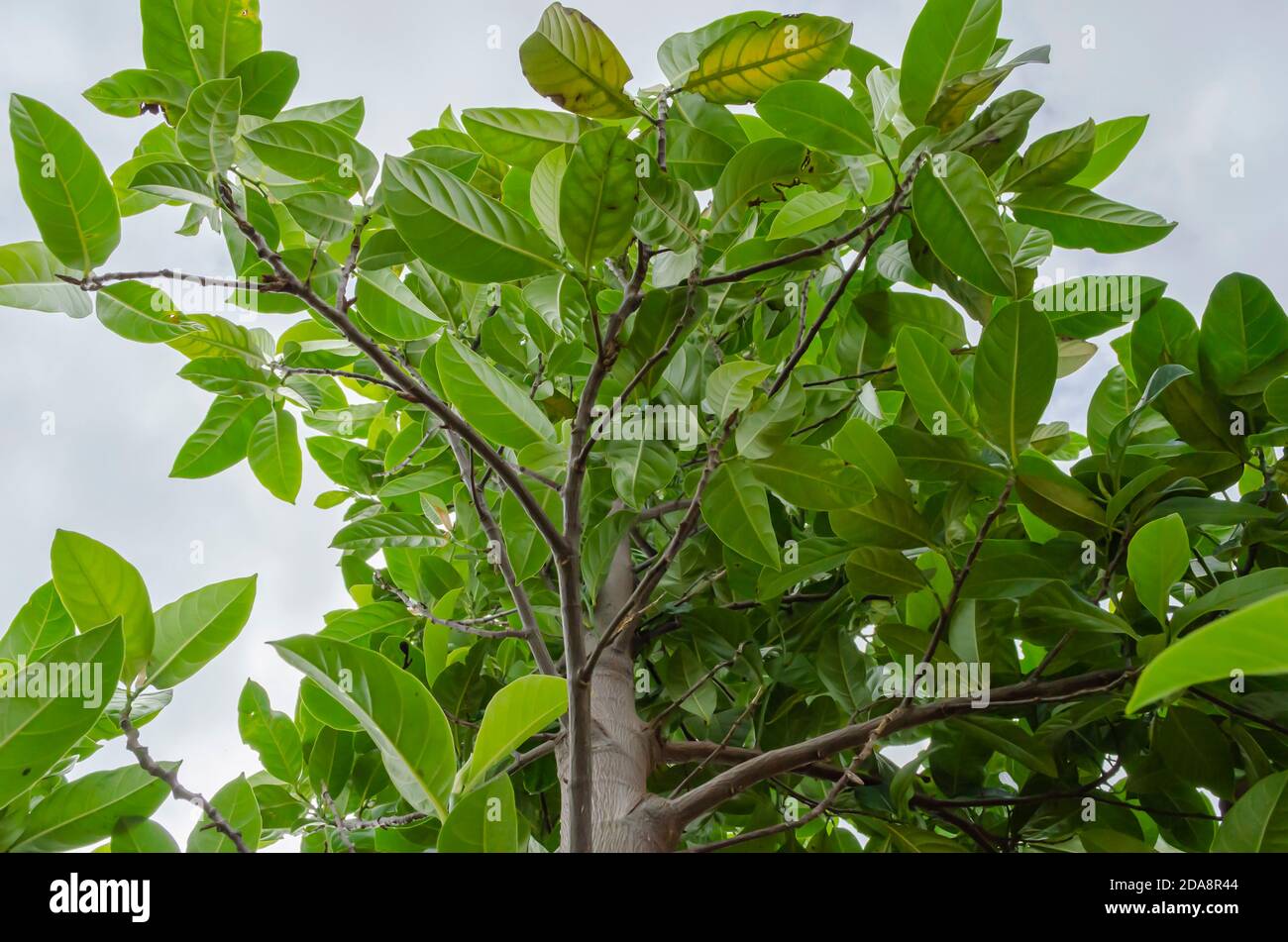 Jackfruit tree and person hi-res stock photography and images - Alamy