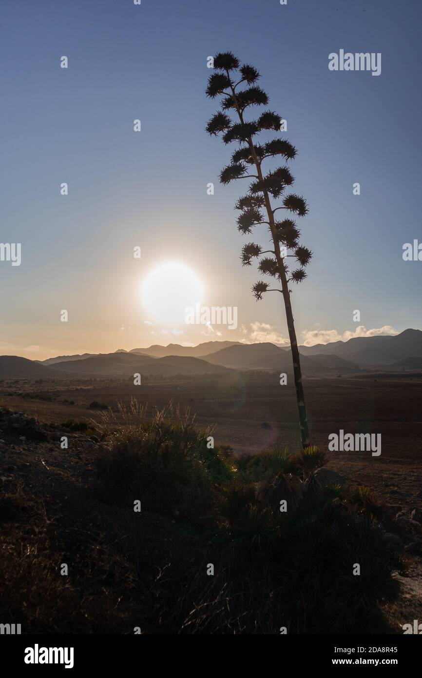 Flower of the agave plant at sunset time. It grows in dry climates like ...