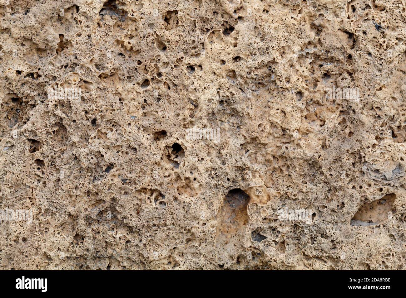 Fossil texture hi-res stock photography and images - Alamy