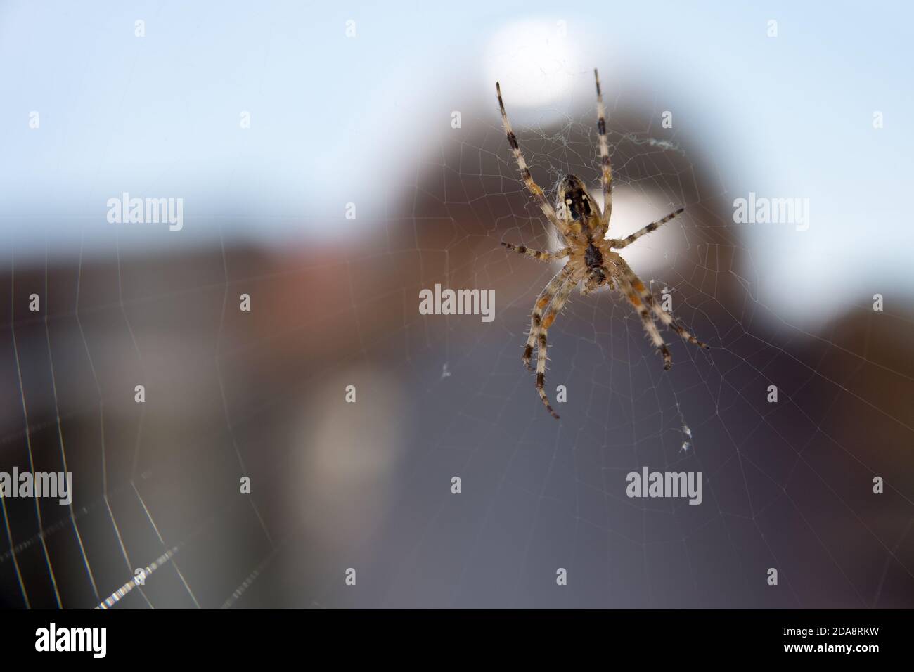 Spiral wheel shaped web hi-res stock photography and images - Alamy