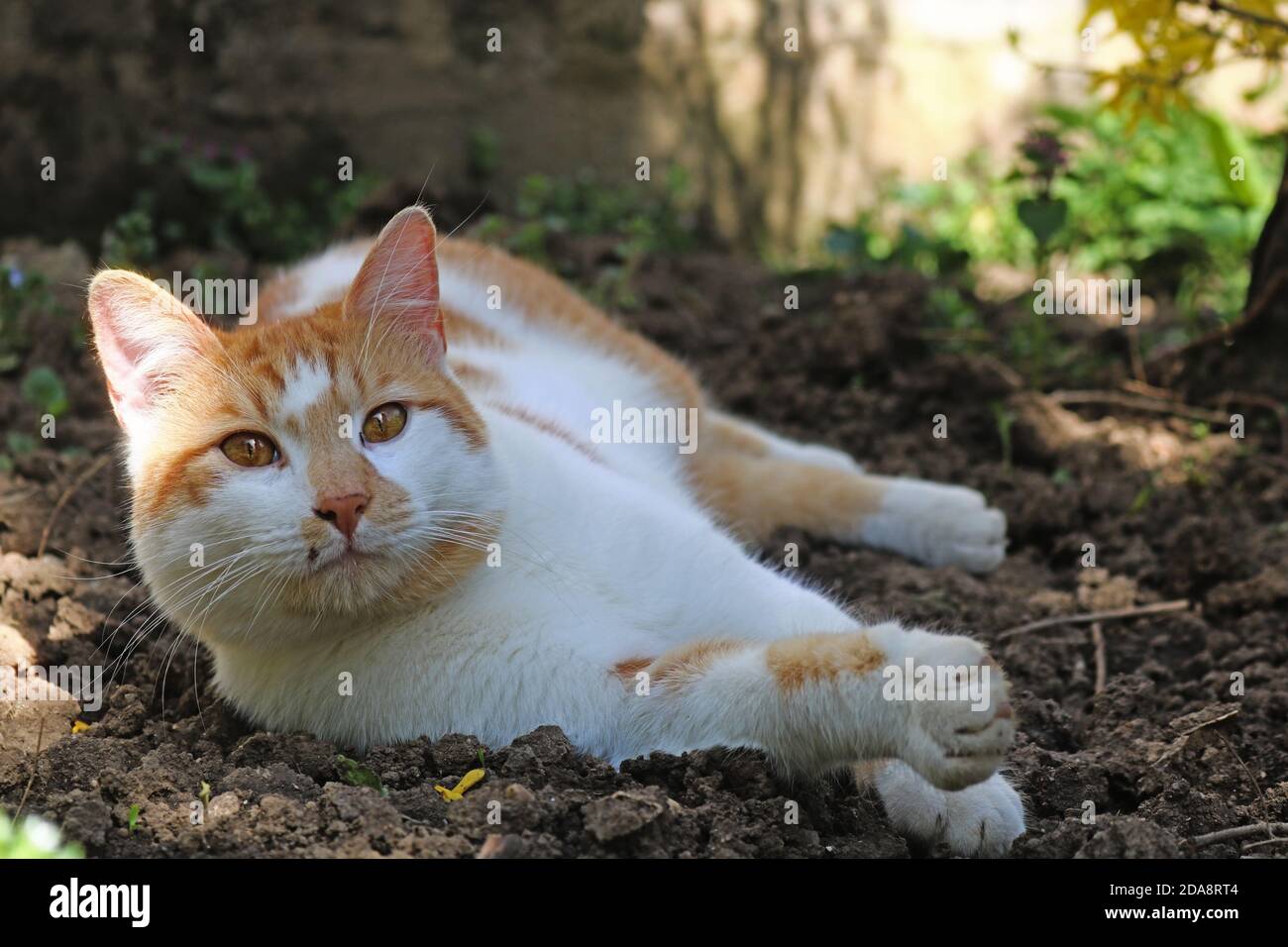 White and yellow cat posing for camera Stock Photo - Alamy
