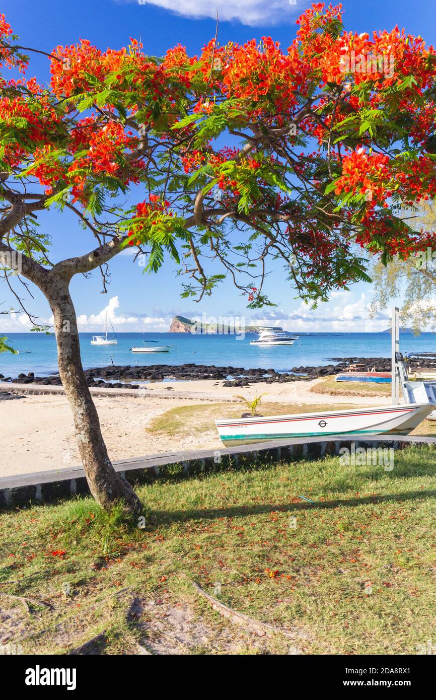Mauritius flamboyant tree flame tree hi-res stock photography and ...