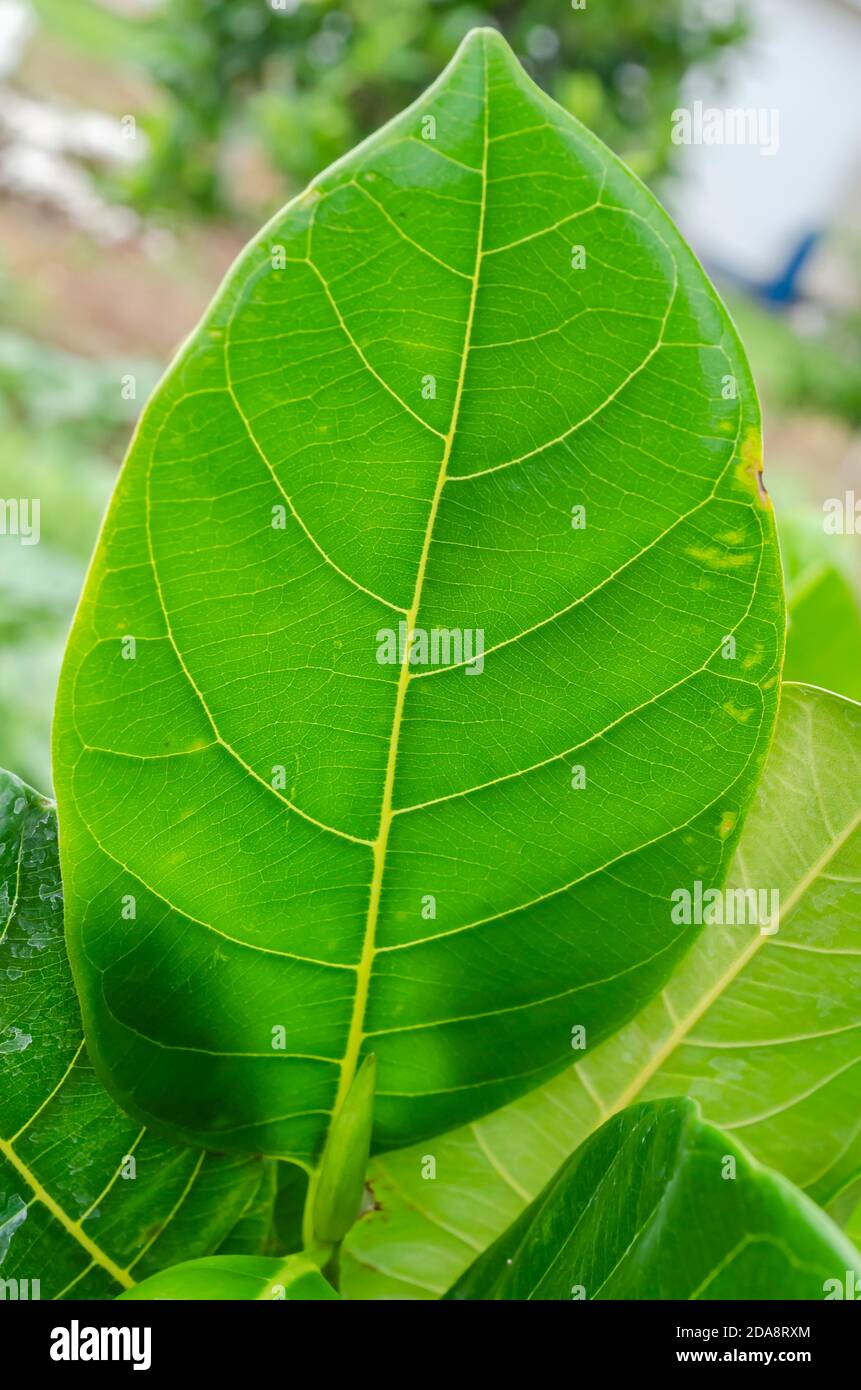 Jackfruit tree illustration hi-res stock photography and images - Alamy