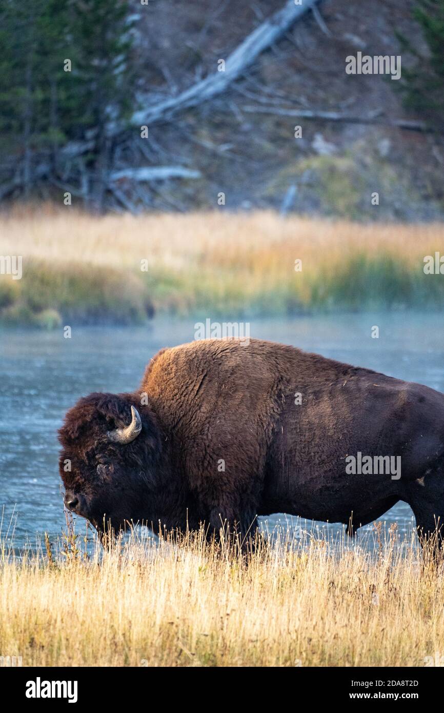 Male american bison bison bison near the yellowstone river hi-res stock ...