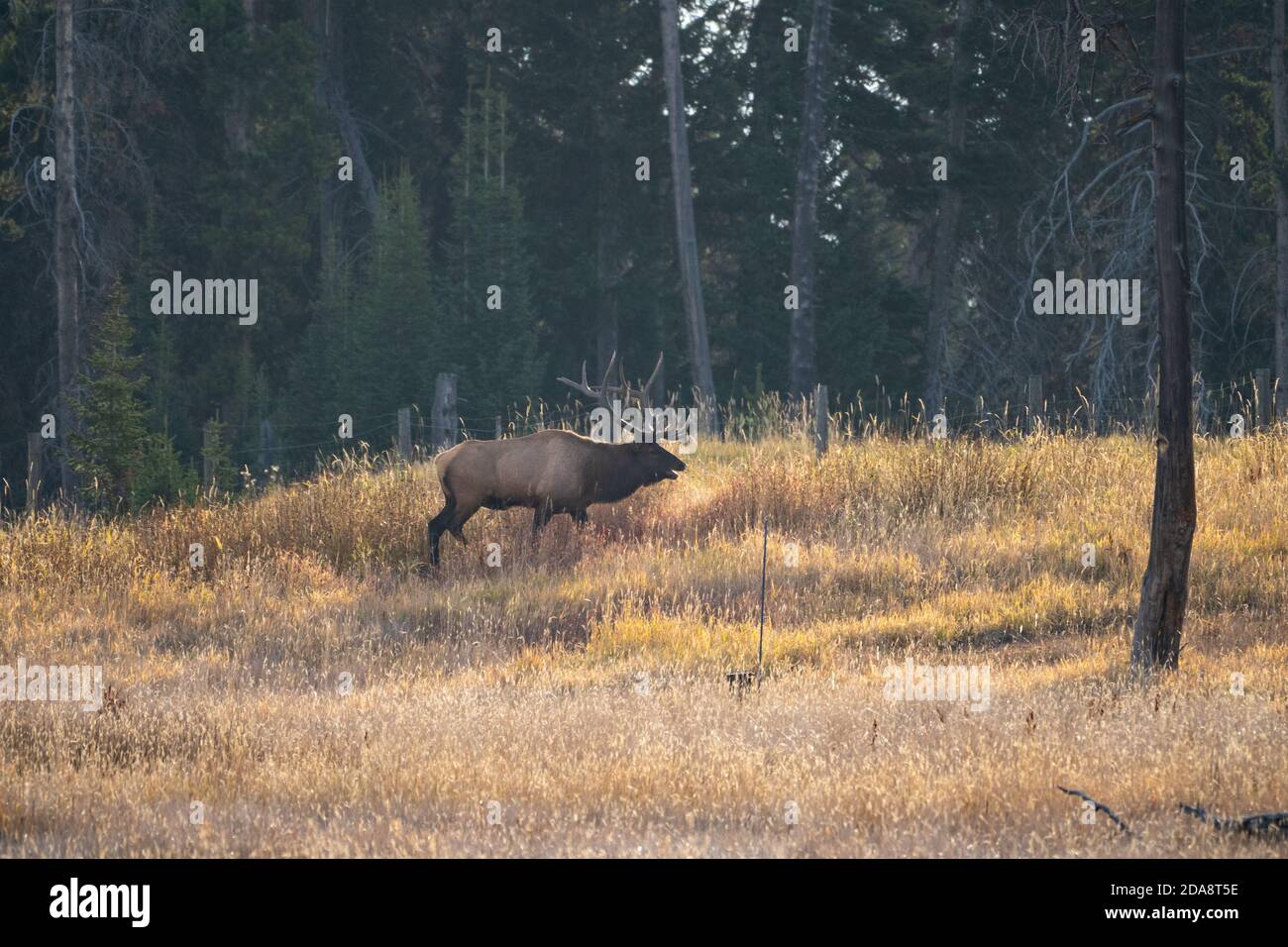 Bull Elk in Yellowstone National Park in the early morning hours Stock ...