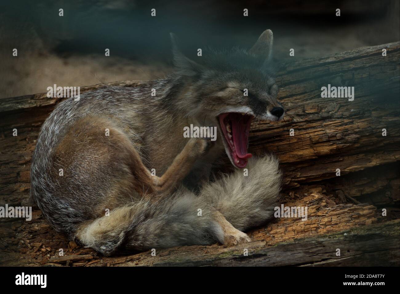 Polar Fox relaxing at zoo in summer at day Stock Photo - Alamy