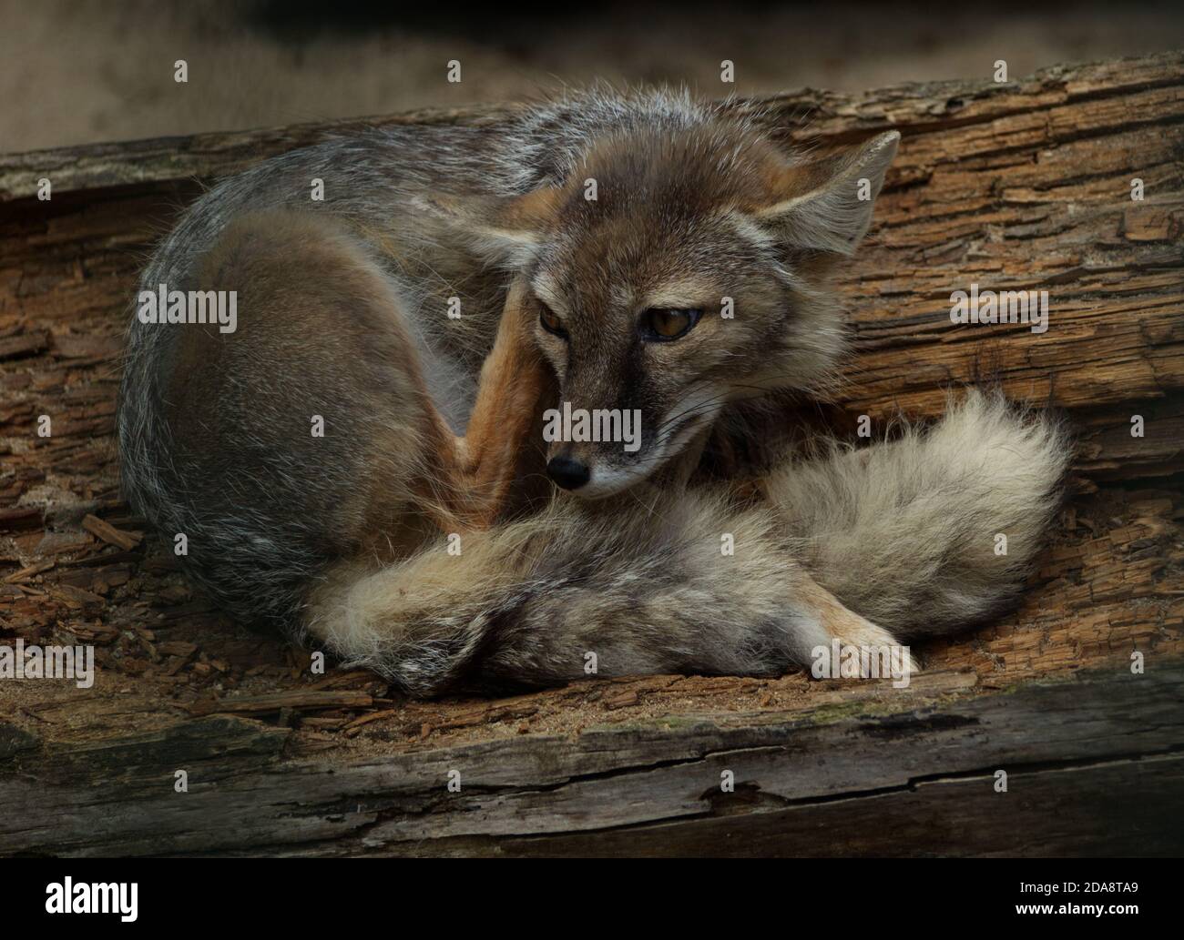 Polar Fox relaxing at zoo in summer at day Stock Photo - Alamy