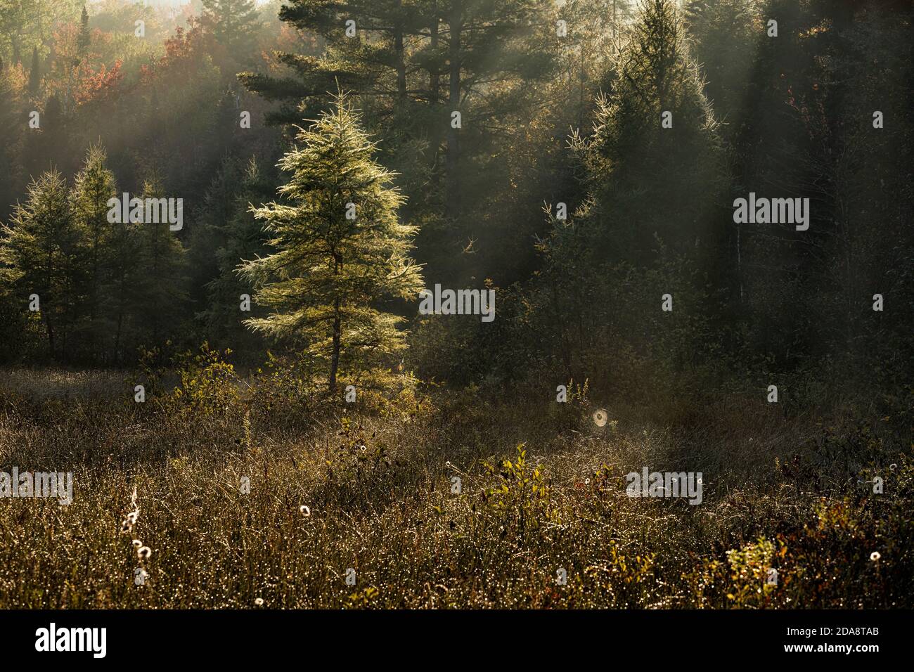 Connery Pond with a backlit pine tree in the morning sunrise light, New ...