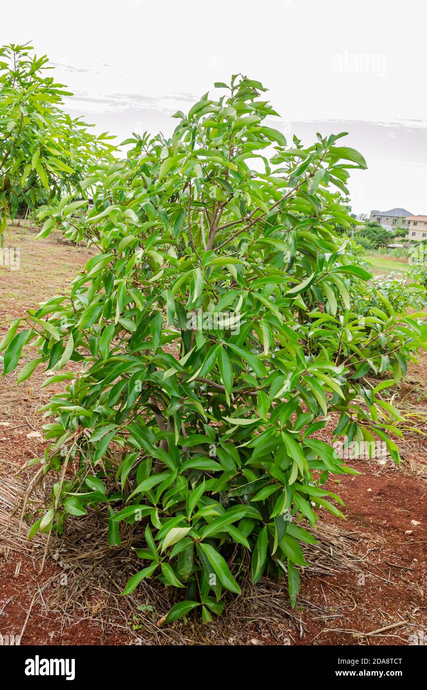 Lychee tree hi-res stock photography and images - Alamy