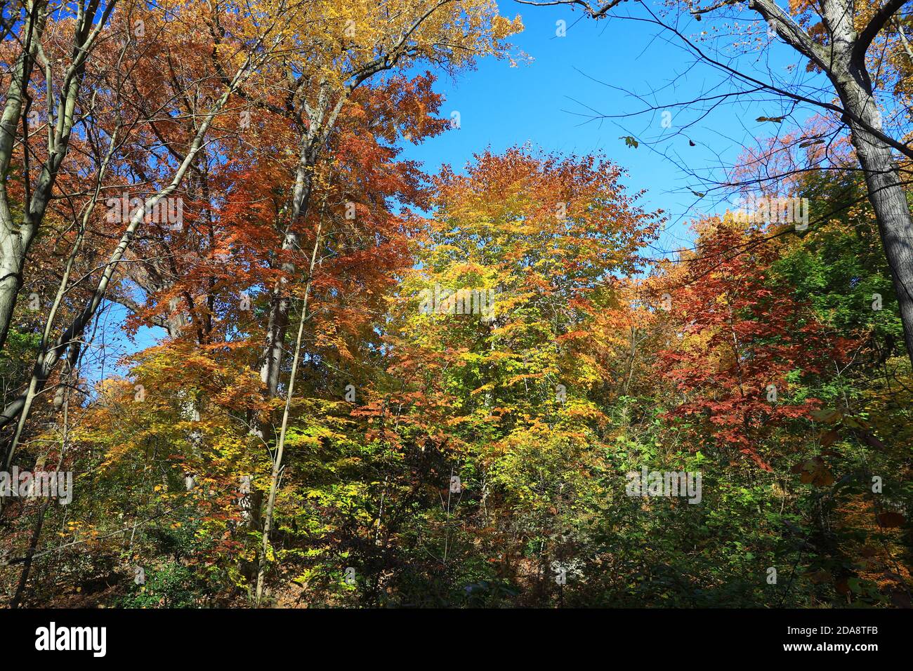 The colorful trees in the Ravine in Central Park, New York City Stock ...