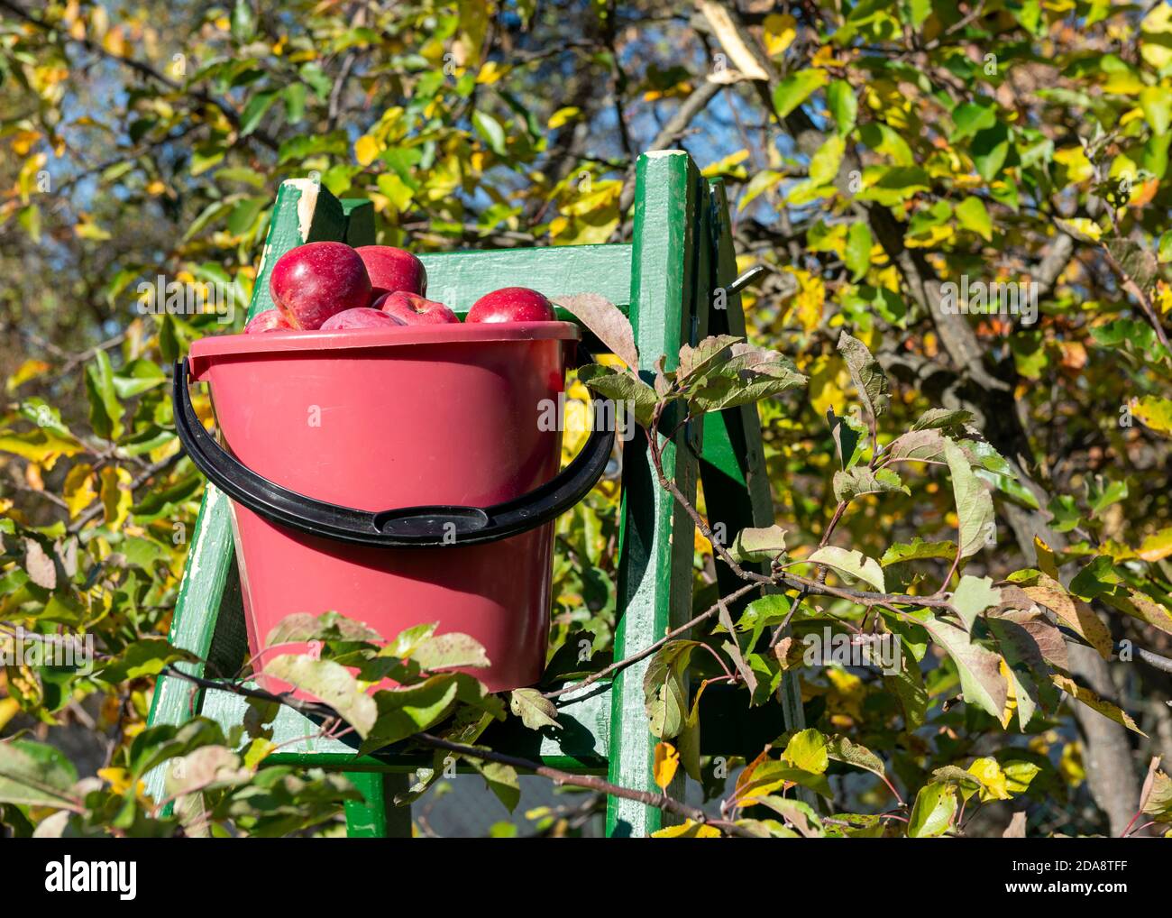 Bucket full of organic red apples on green wooden wide step ladder in ...