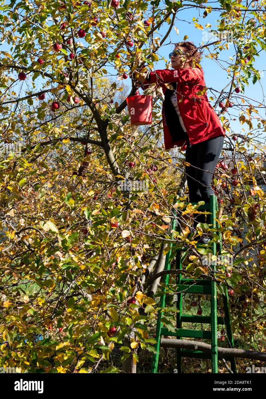 Step ladder picking fruit hi-res stock photography and images - Alamy