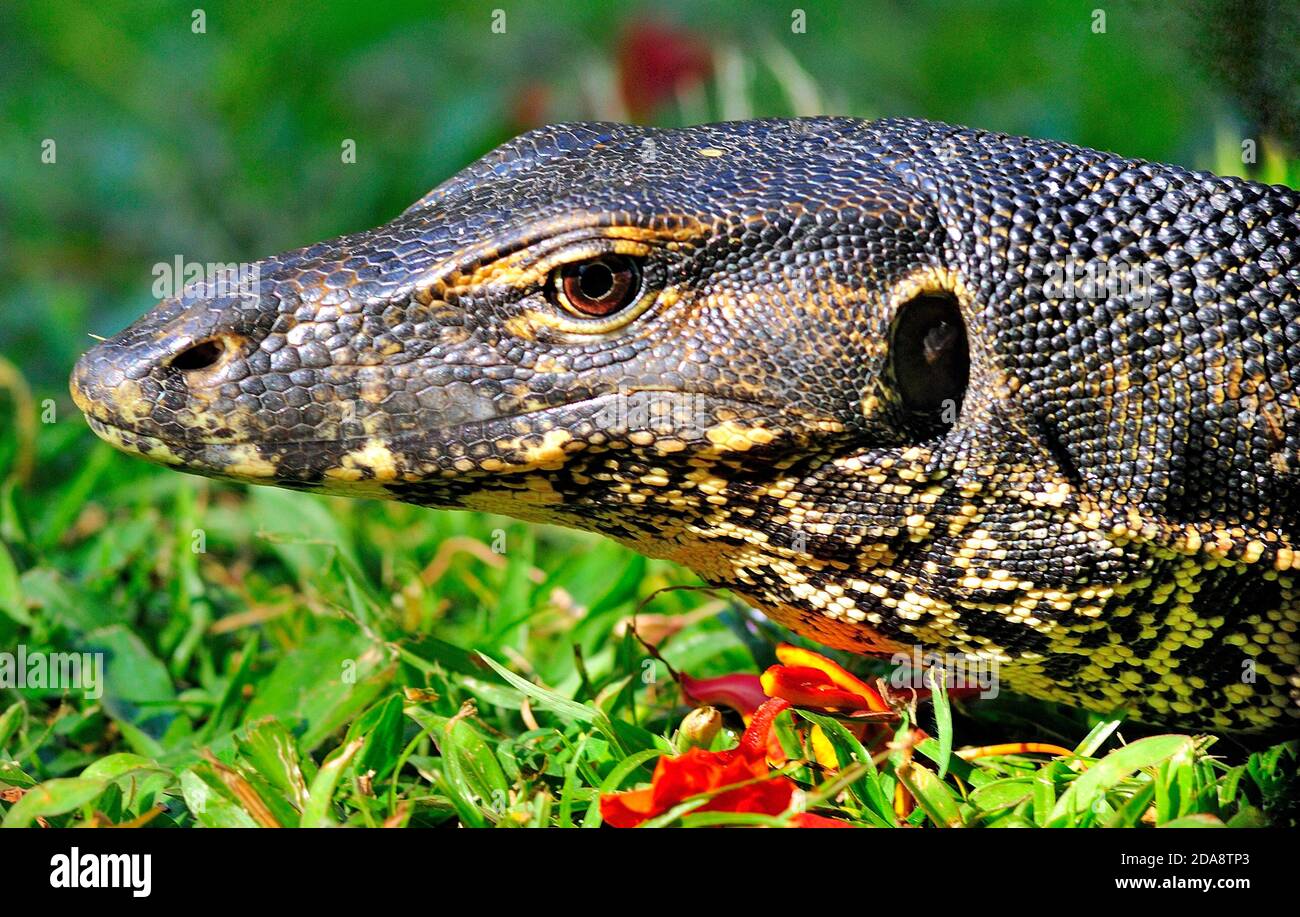 Ring Lizard High Resolution Stock Photography and Images - Alamy