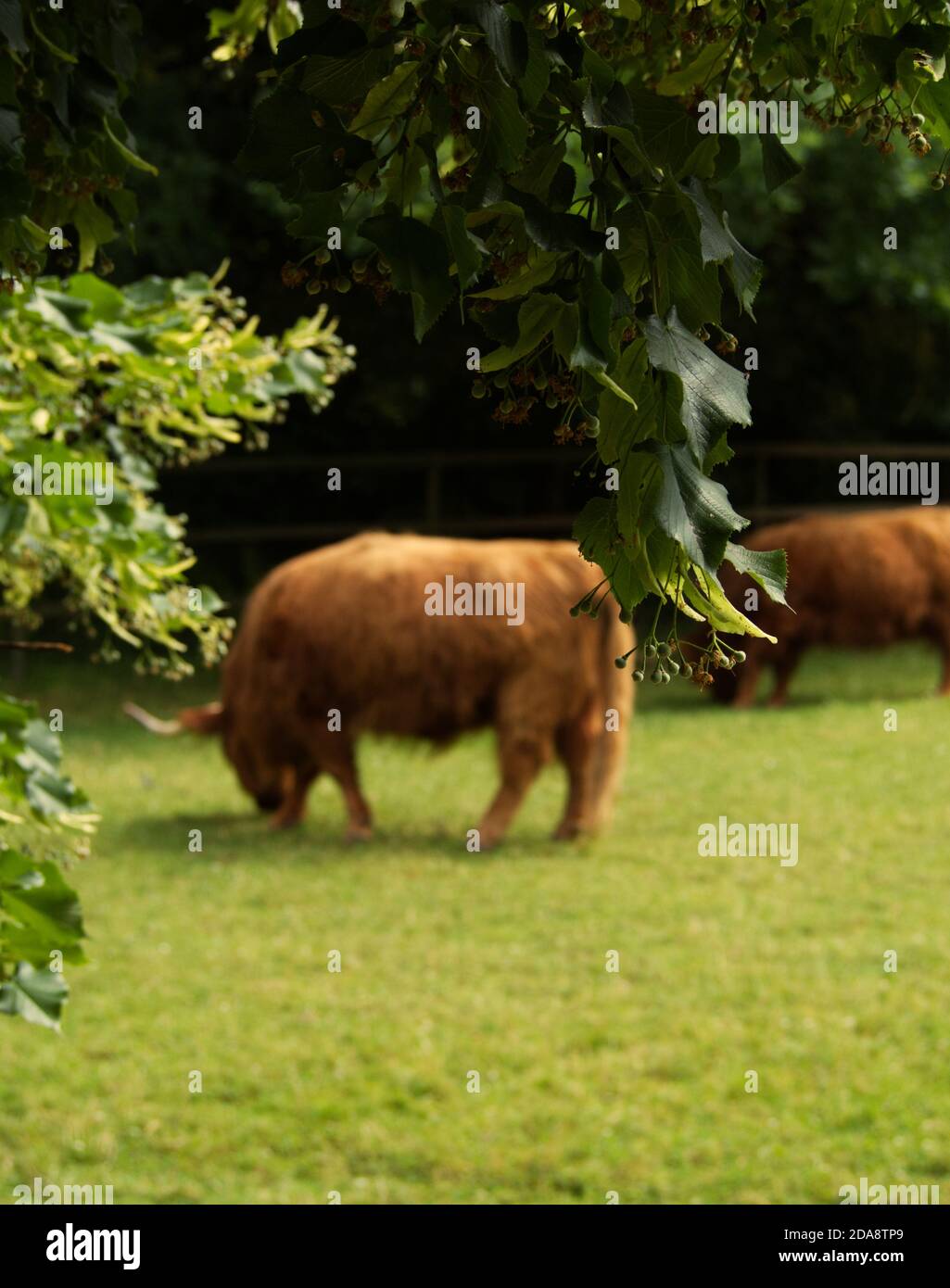 Bisons at day in germany at summer in a zoo Stock Photo - Alamy