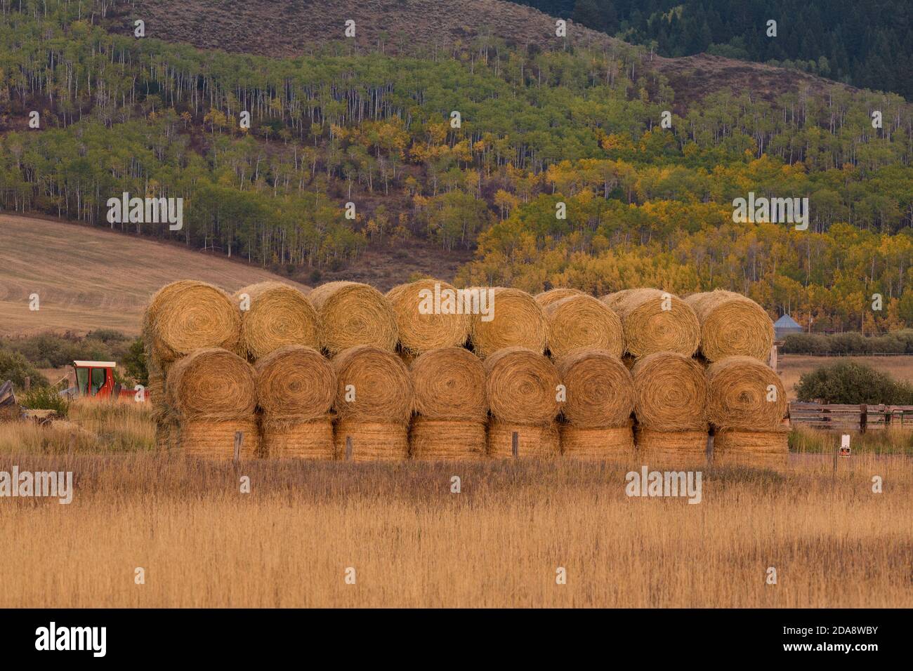 Rolled hay bales on a working cattle ranch in Wayan, Idaho. The aspen ...