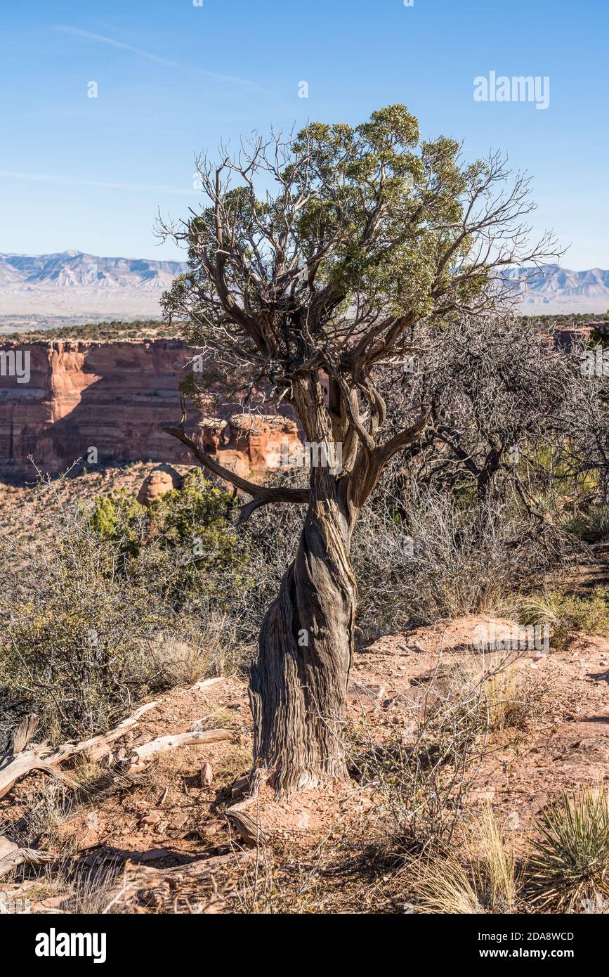 Twisted utah juniper hi-res stock photography and images - Alamy