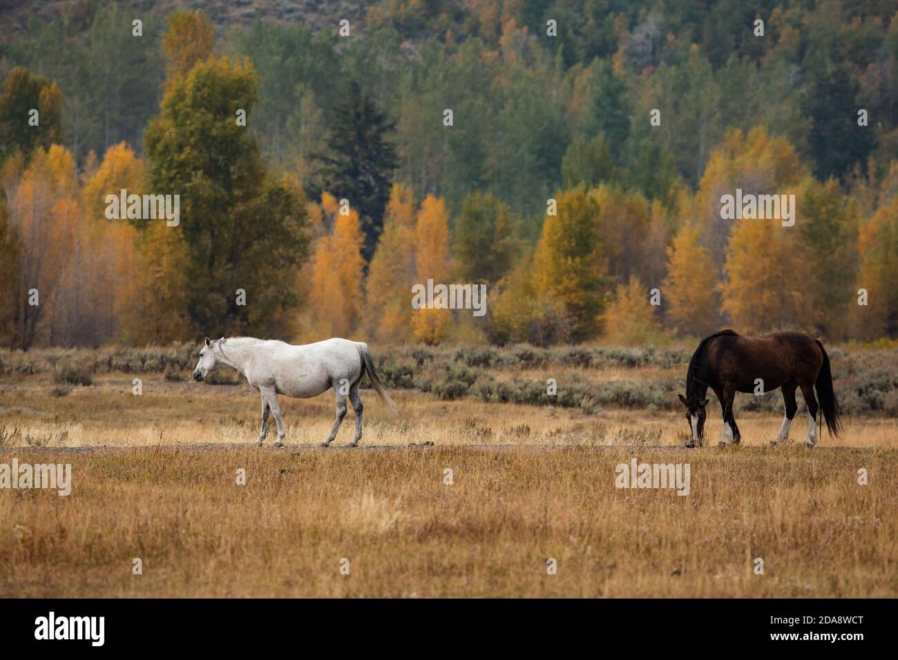 Western saddle horses on a working cattle ranch in the Buffalo Valley ...