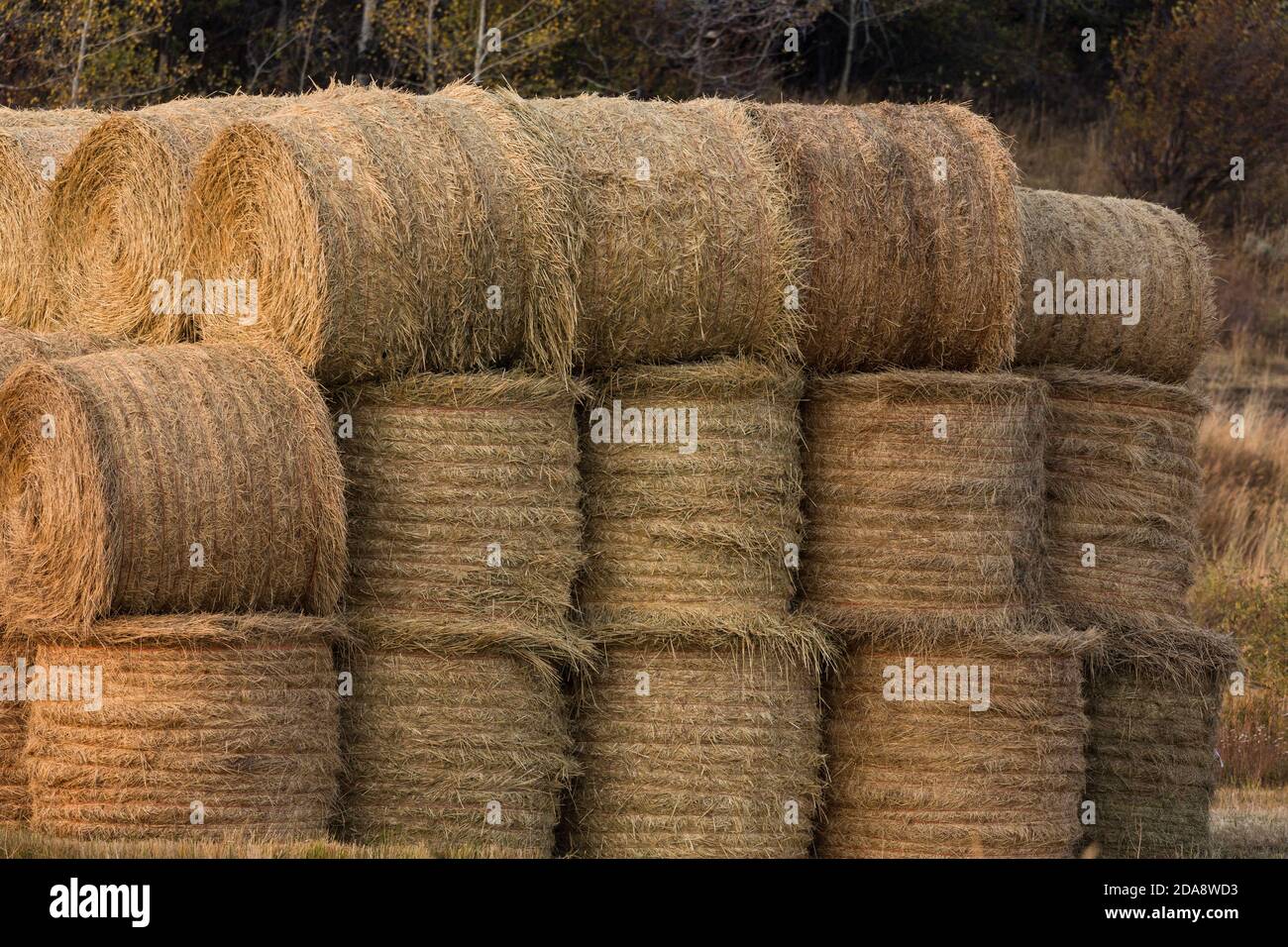 Rolled hay bales on a working cattle ranch in Wayan, Idaho Stock Photo ...
