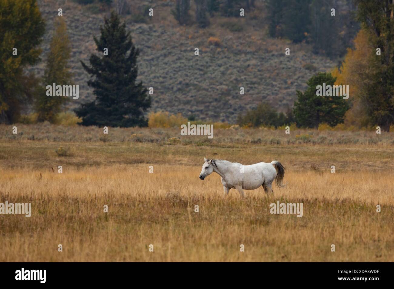 A western saddle horse on a working cattle ranch in the Buffalo Valley ...