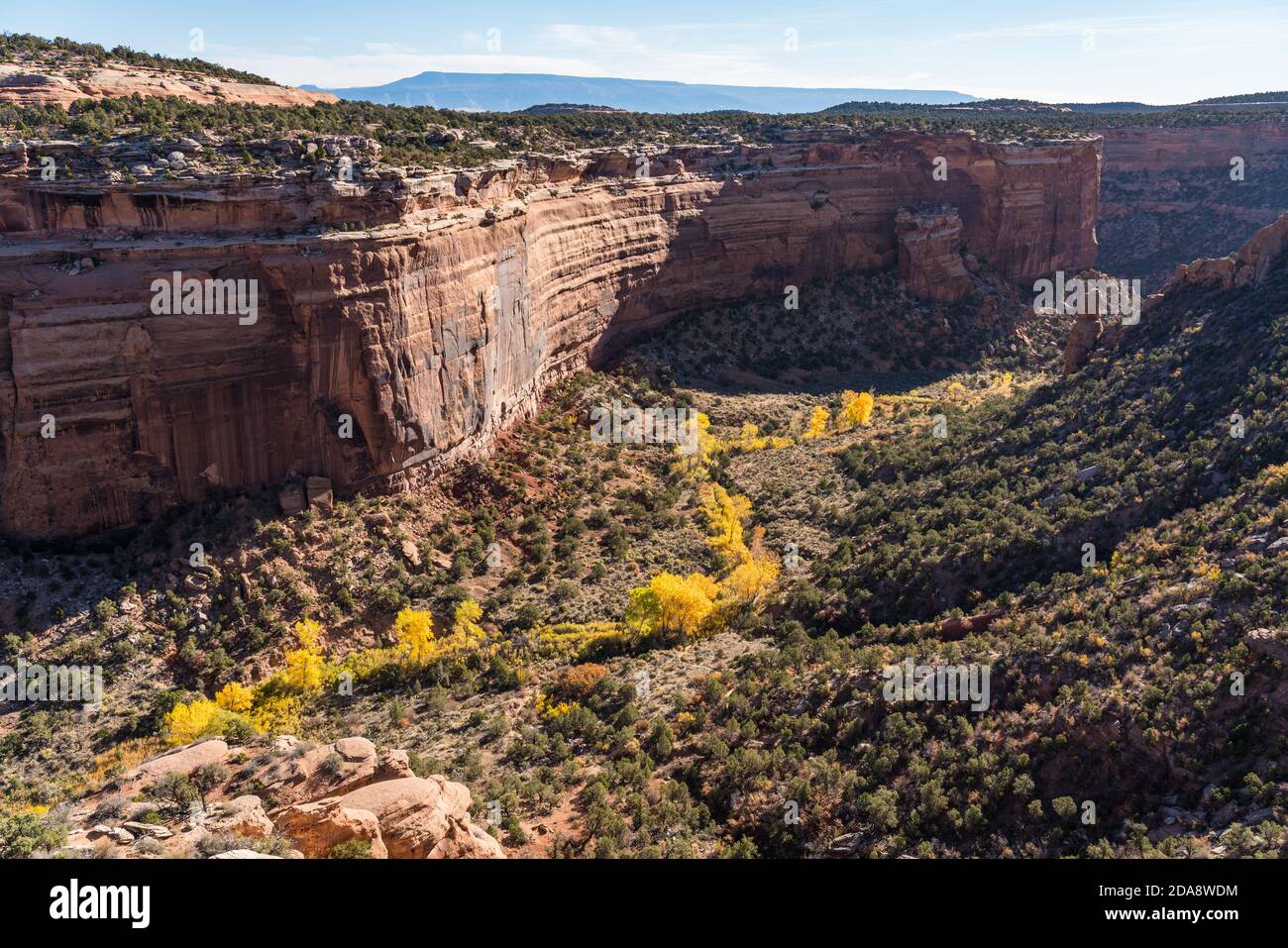 Cottonwood trees in fall color grow along Ute Creek in Ute Canyon in ...