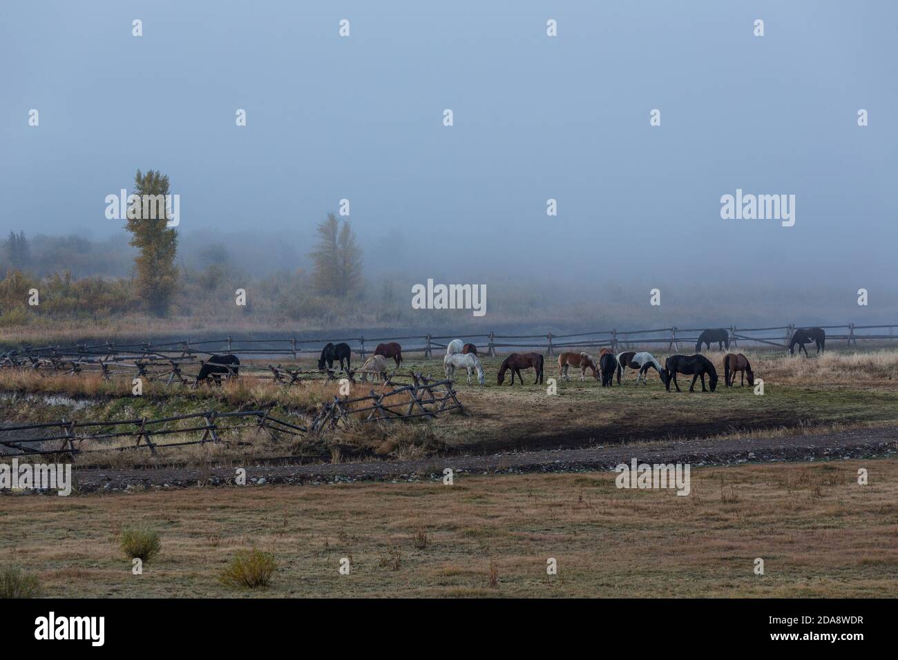 Western saddle horses on a working cattle ranch in the Buffalo Valley ...