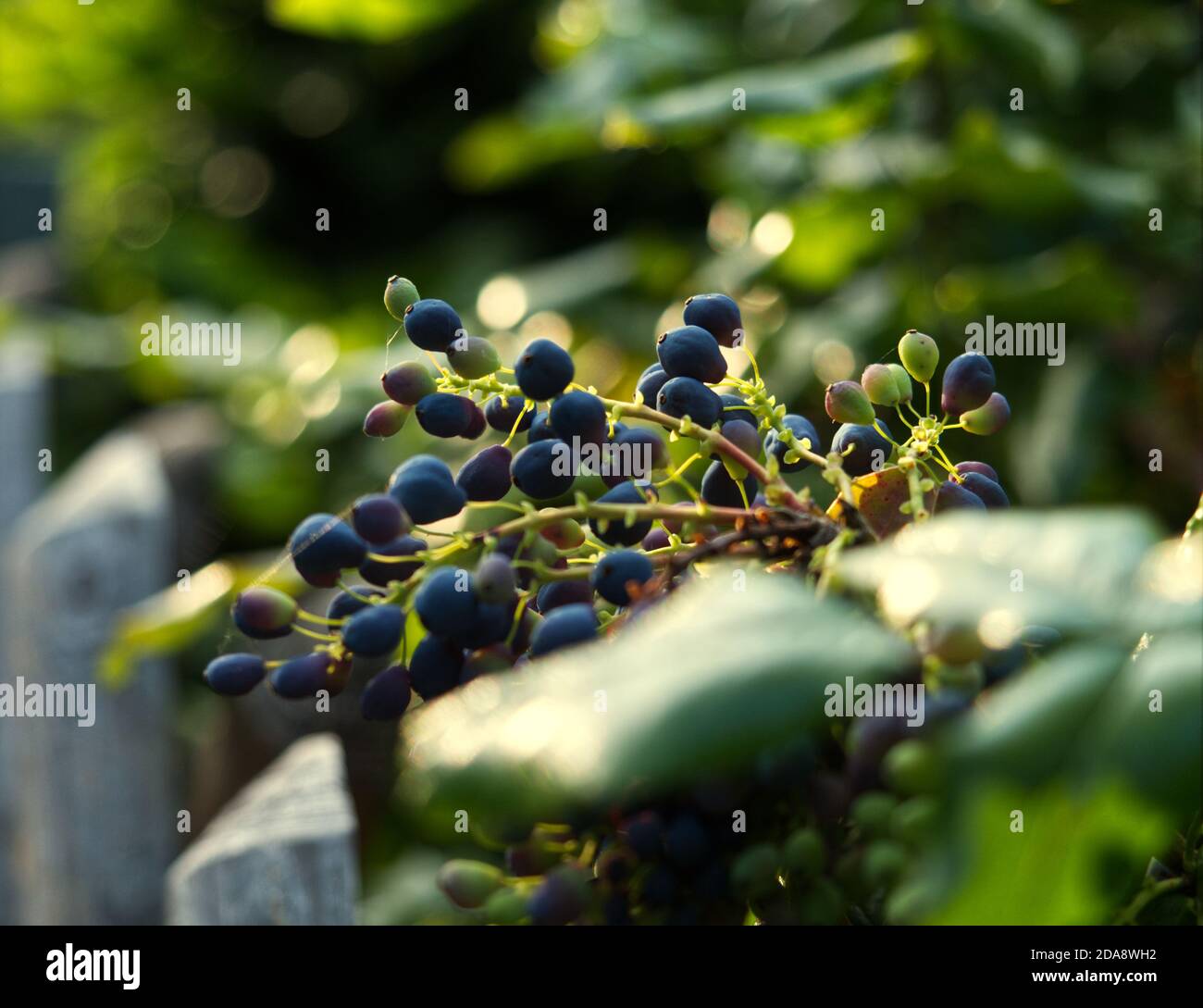 Grapes blueberrys at day in jena at summer Stock Photo - Alamy