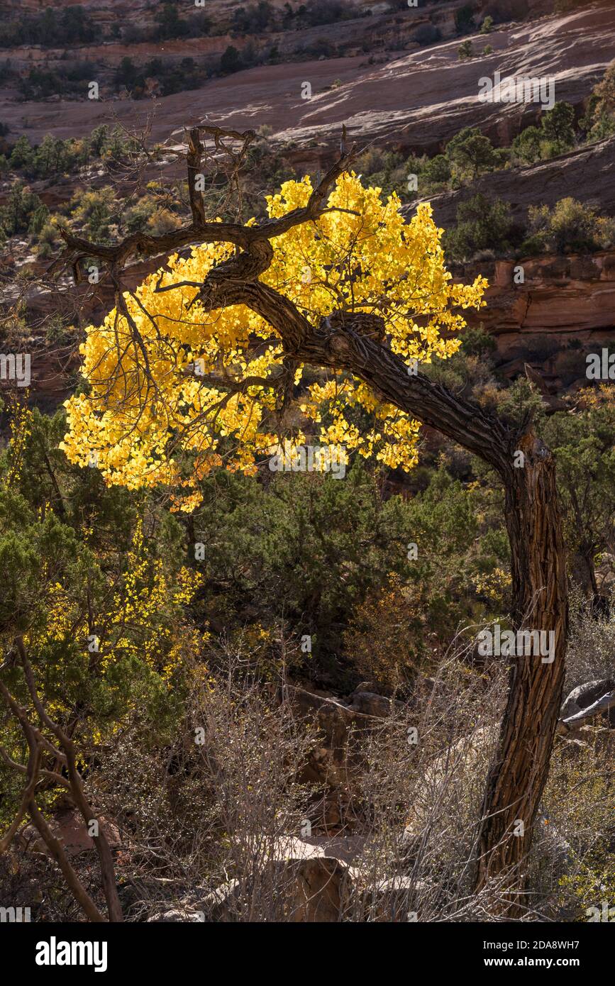 A cottonwood tree in fall color in the Colorado National Monument ...