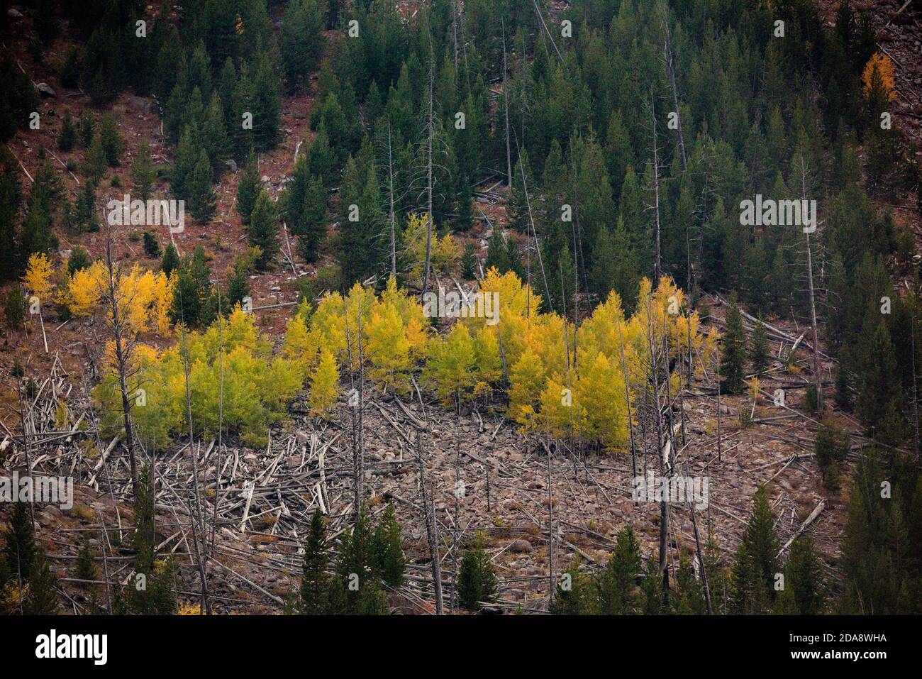 Populus tremuloides logs hi-res stock photography and images - Alamy