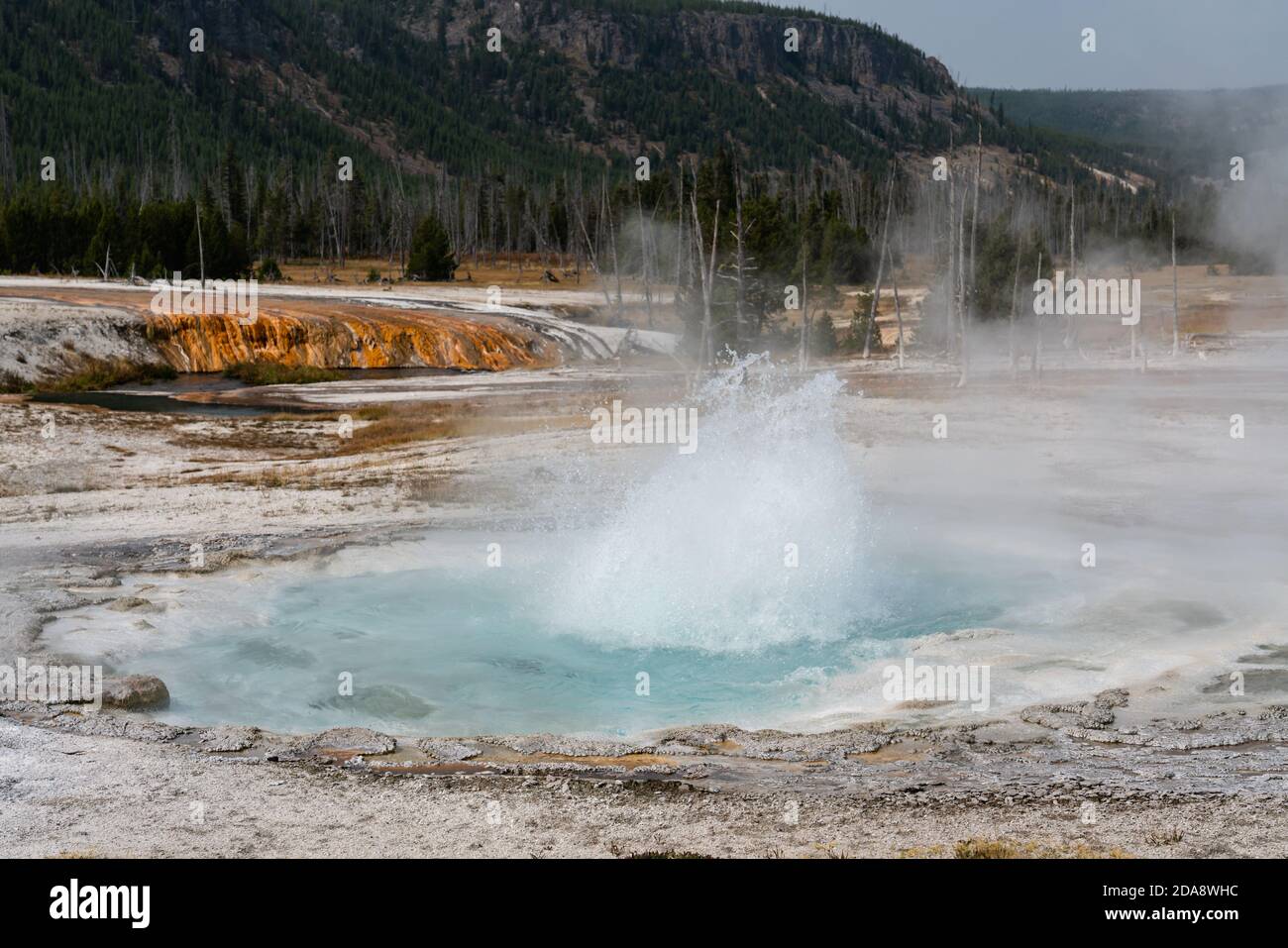 The Spouter Geyser erupting hot water and steam in the Black Sand Basin ...