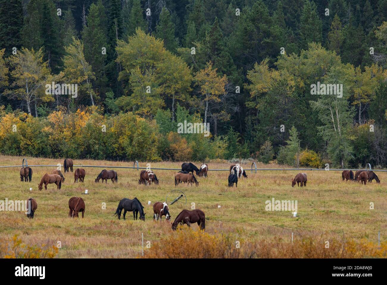 A herd of western saddle horses on a working cattle ranch in Grand ...