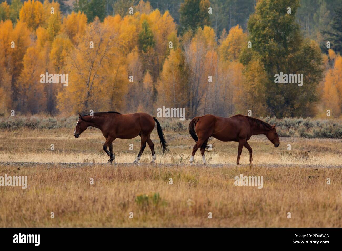 Western saddle horses on a working cattle ranch in the Buffalo Valley ...
