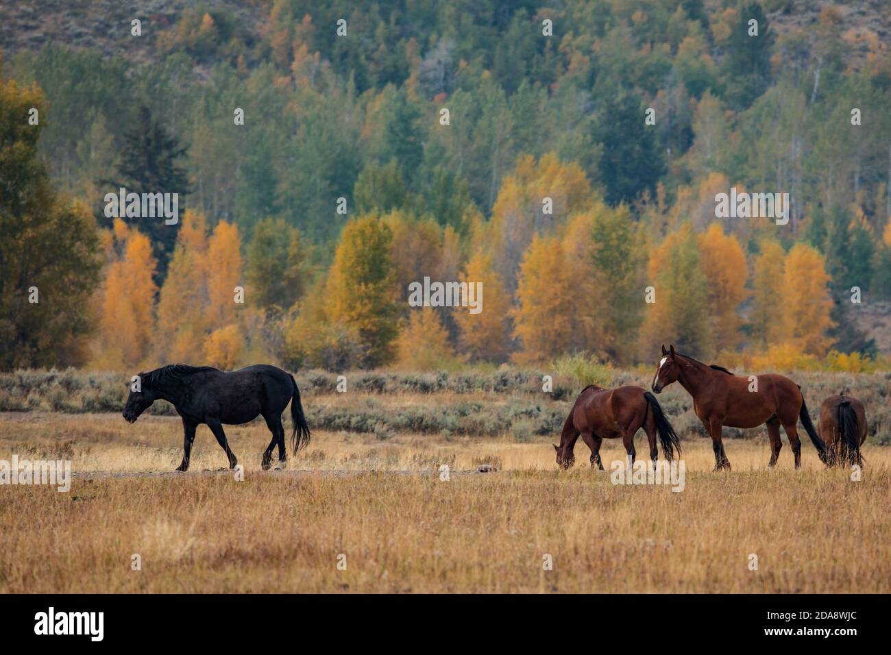 Western saddle horses on a working cattle ranch in the Buffalo Valley ...
