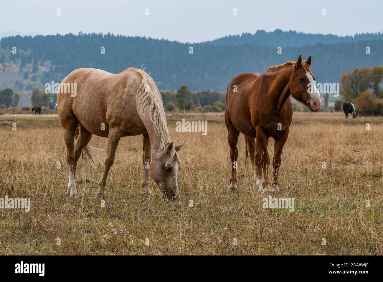 Buffalo ranching hi-res stock photography and images - Alamy