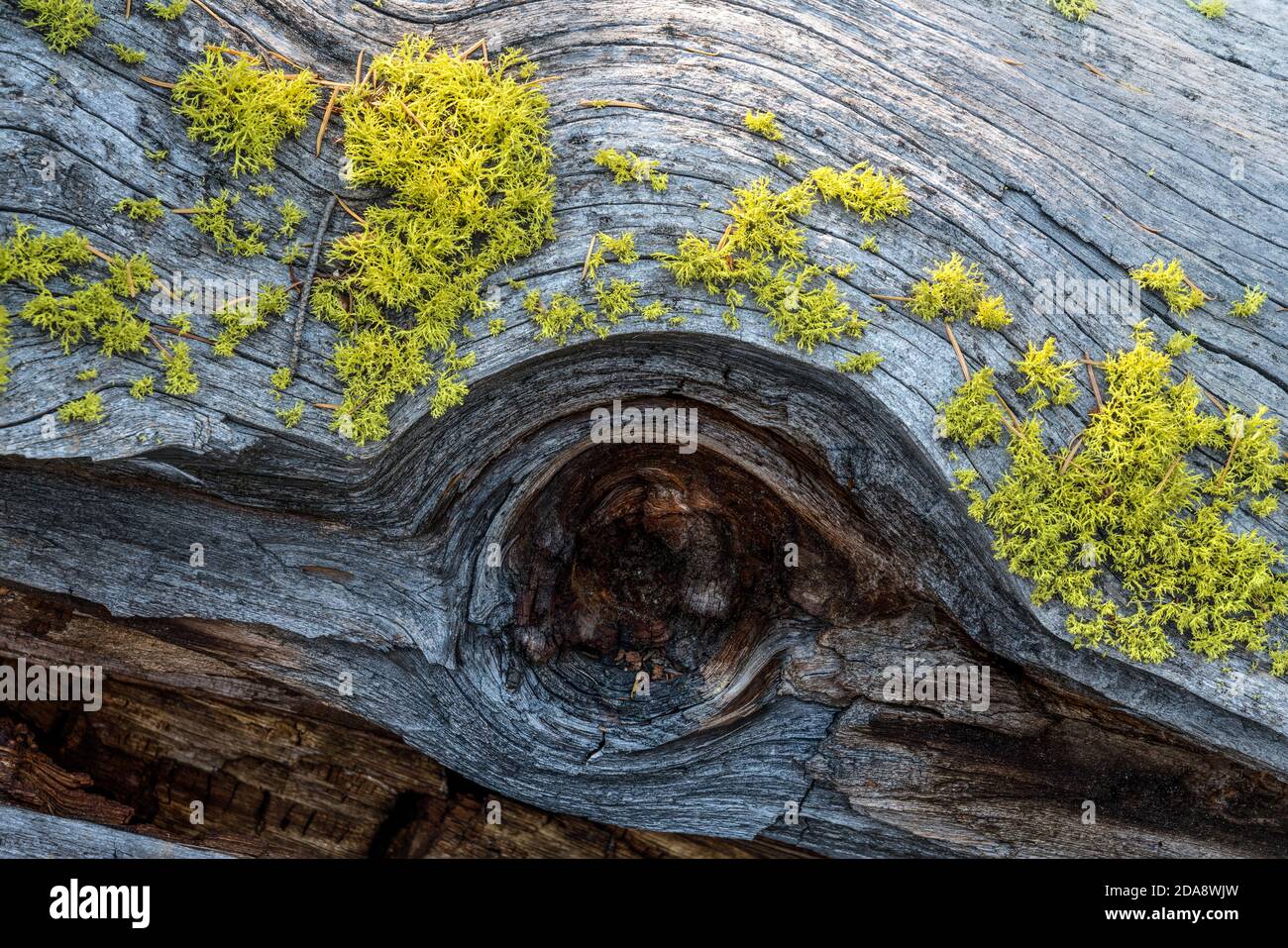 Wolf lichen, a filamentous lichen, commonly grows on the bark of both ...