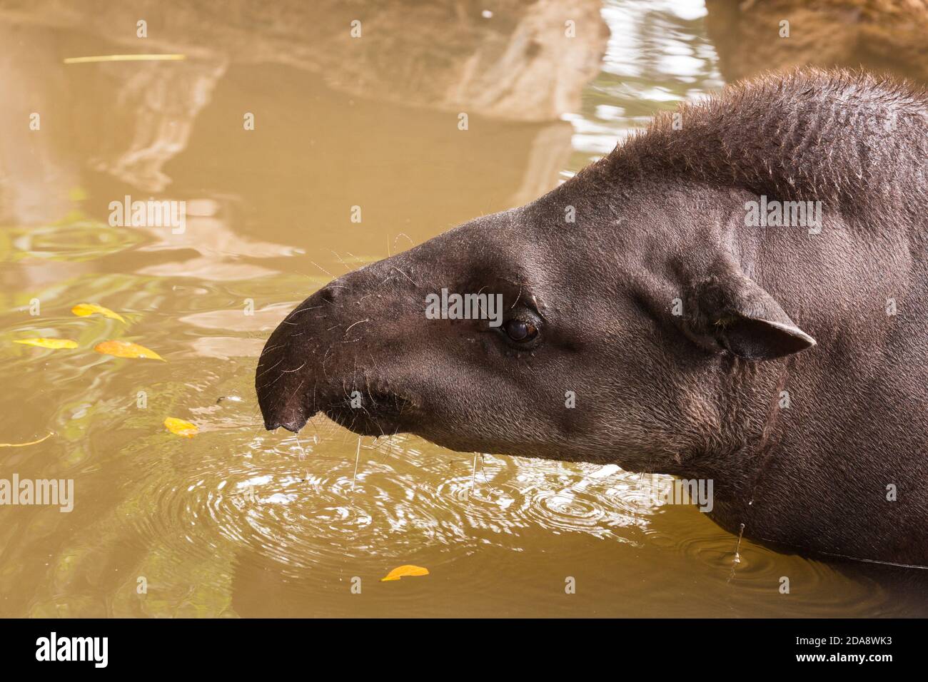 The South American Tapir, Brazilian Tapir or Lowland Tapir, Tapirus ...