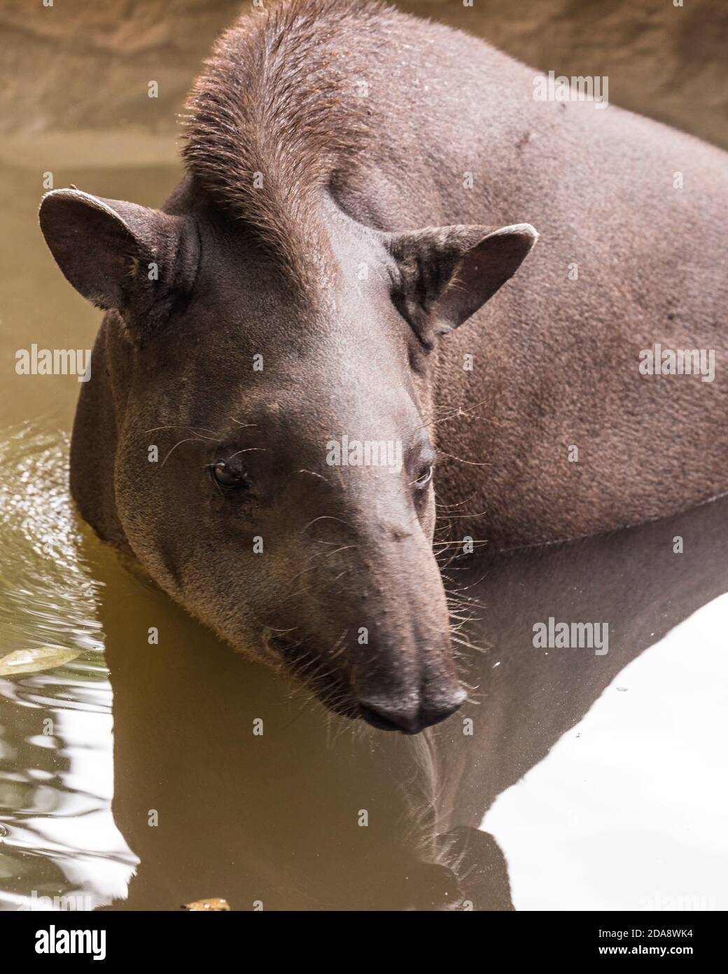 The South American Tapir, Brazilian Tapir or Lowland Tapir, Tapirus ...