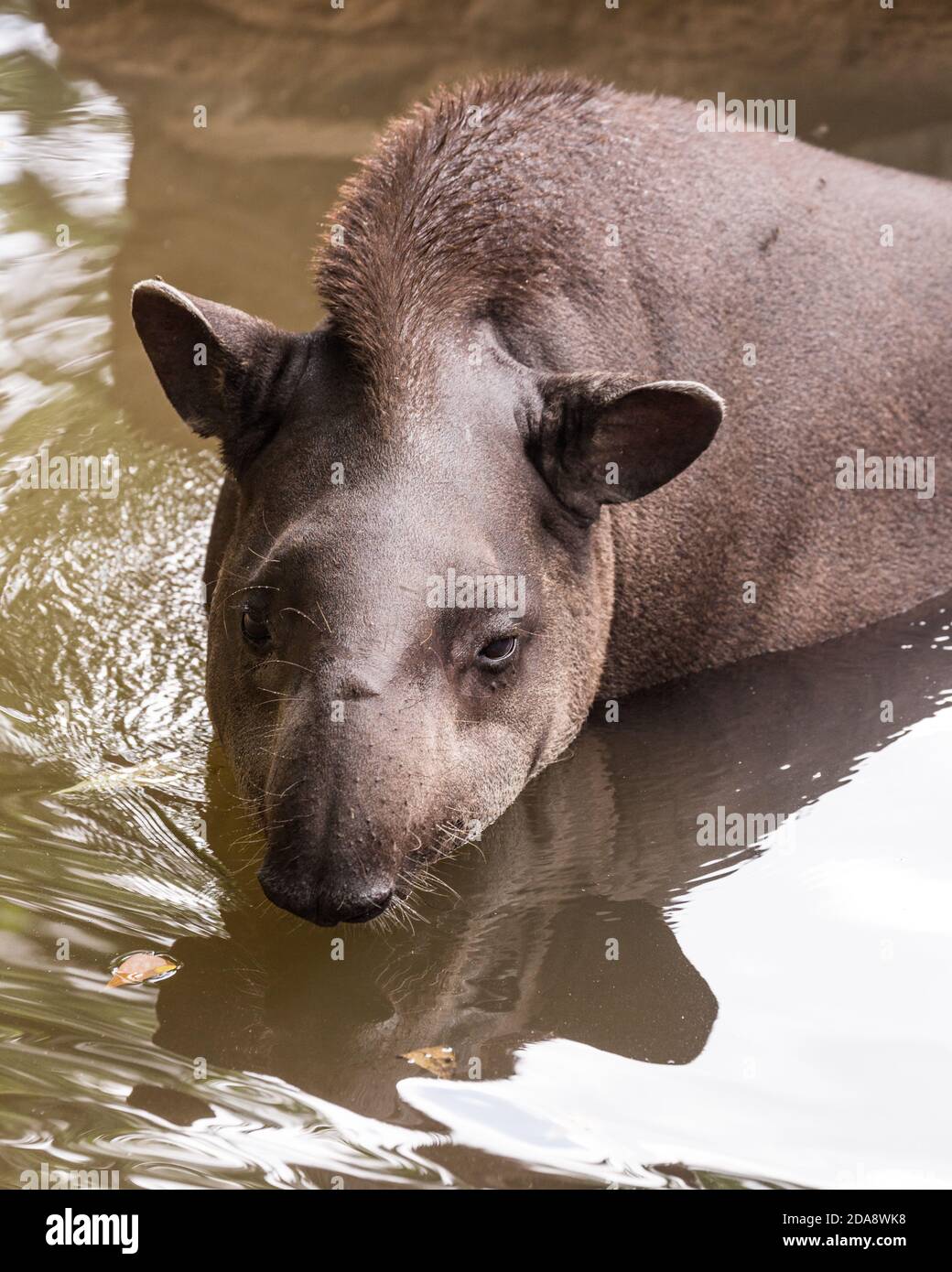 The South American Tapir, Brazilian Tapir or Lowland Tapir, Tapirus ...