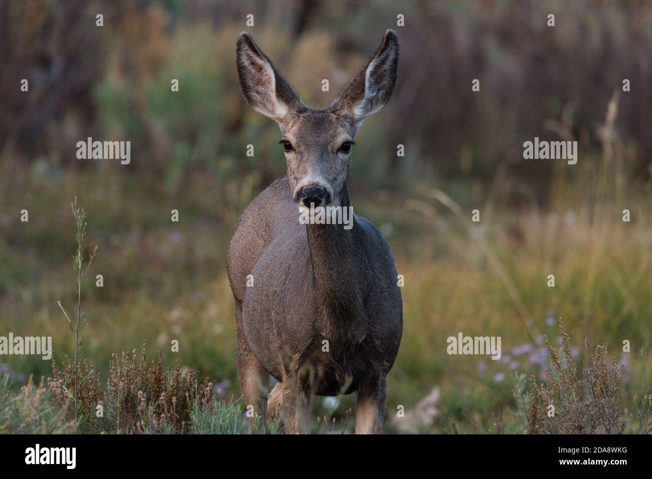 Mature mule deer odocoileus hi-res stock photography and images - Alamy