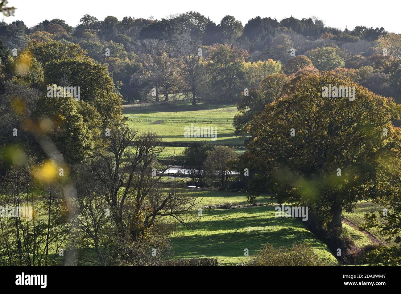 Spring leaves starting to appear in English forests Stock Photo - Alamy