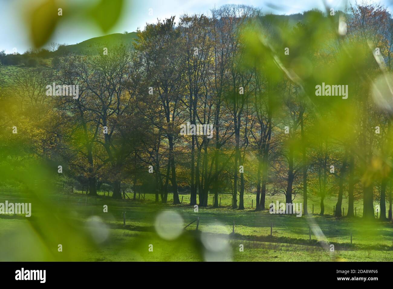 Spring leaves starting to appear in English forests Stock Photo - Alamy