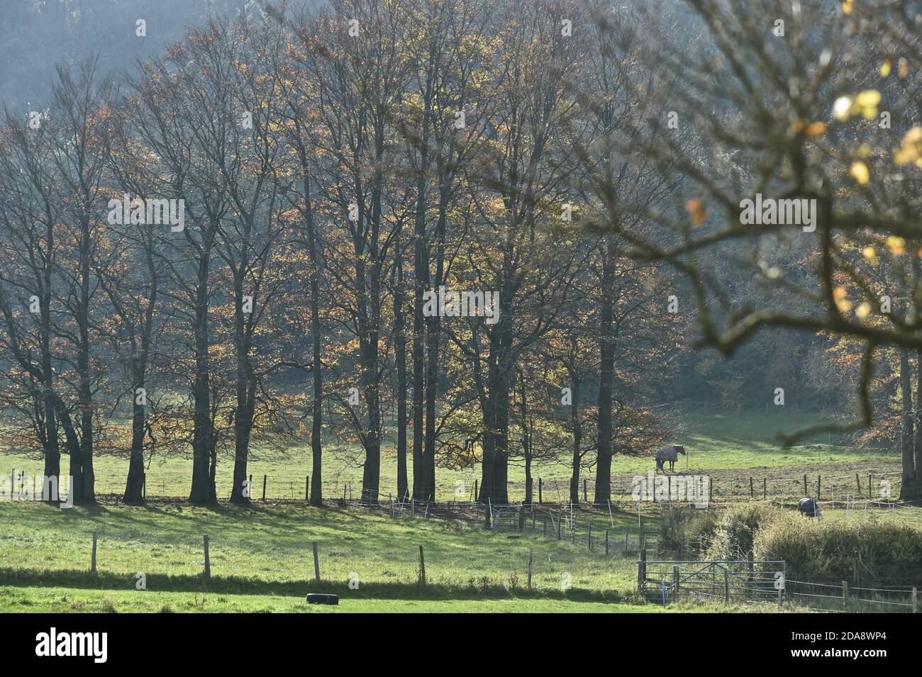 Spring leaves starting to appear in English forests Stock Photo - Alamy